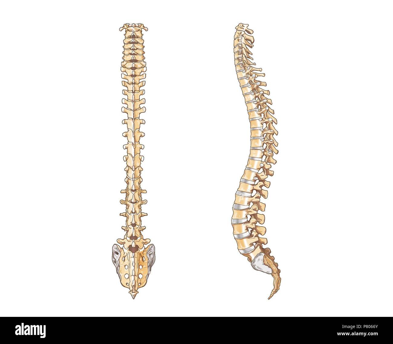 Spine, posterior and lateral view Stock Photo - Alamy