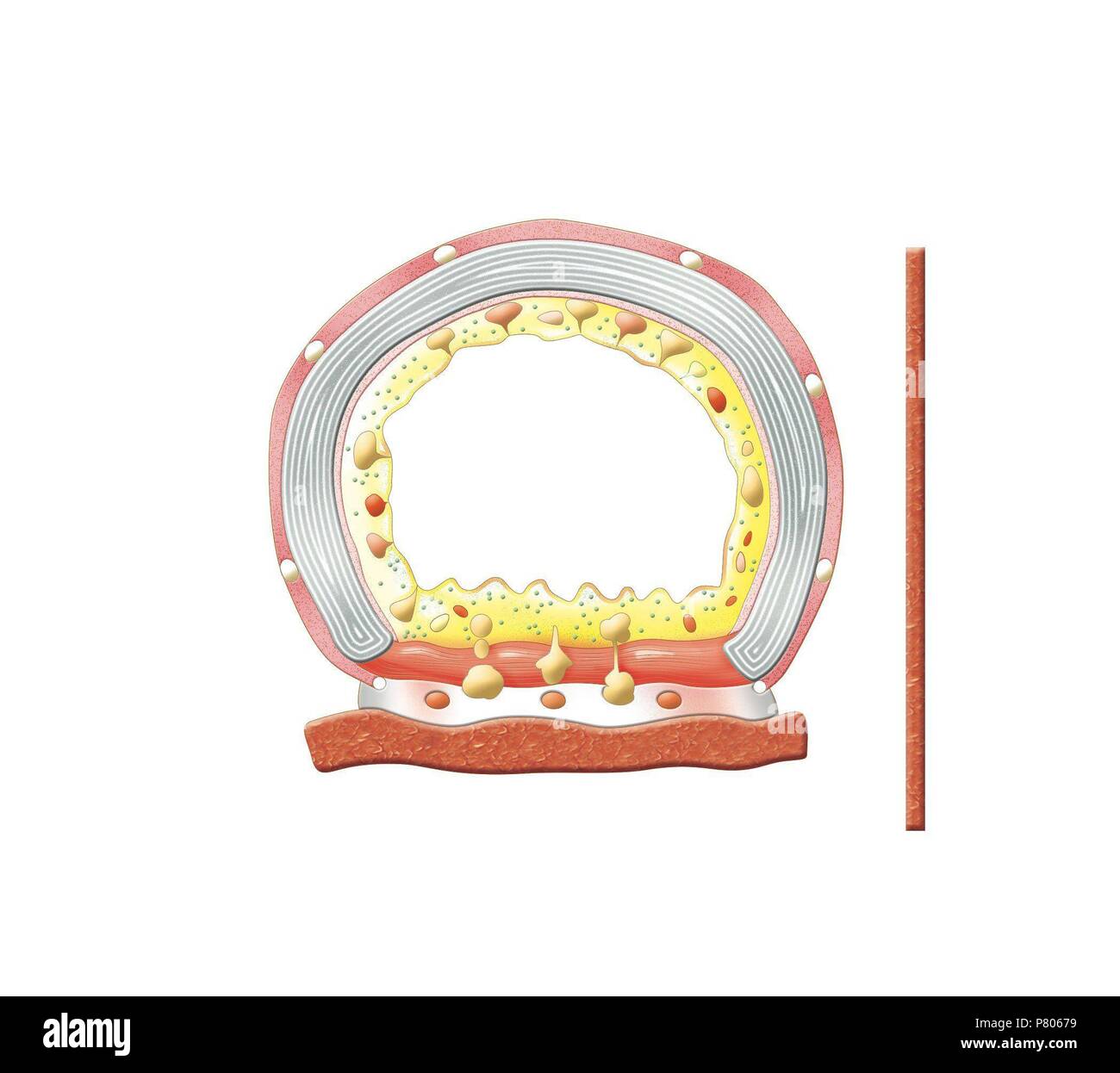 Windpipe (cross section Stock Photo - Alamy