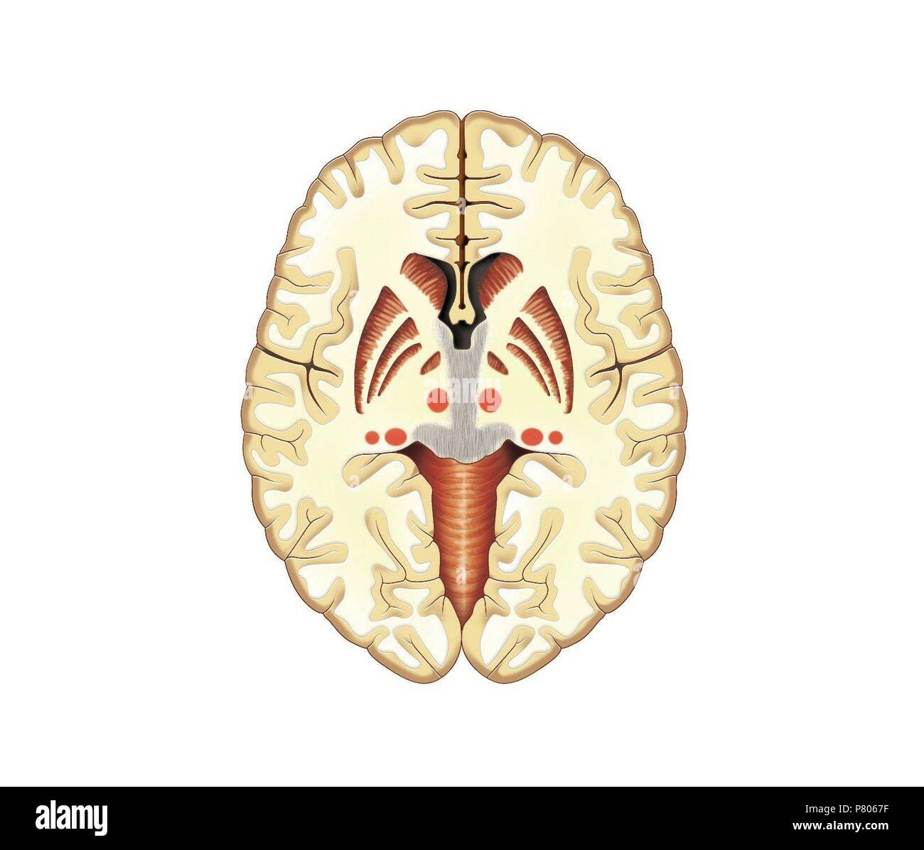 Horizontal section of the brain Stock Photo - Alamy Horizontal section of the brain Stock Photo - Alamy