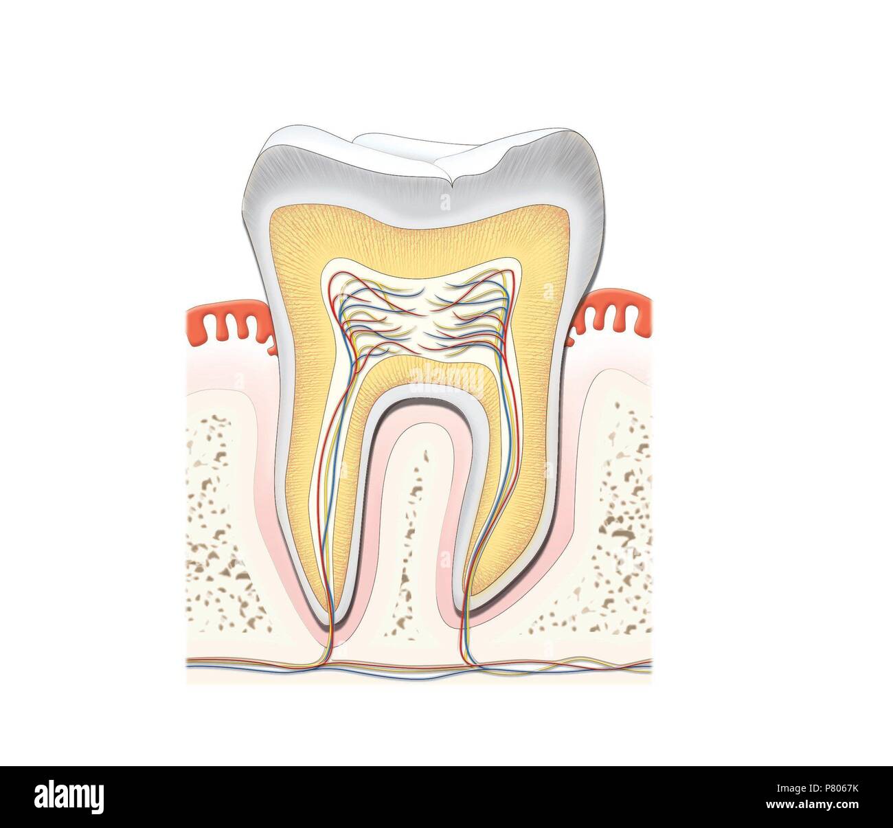 Teeth structure Cut Out Stock Images & Pictures - Alamy