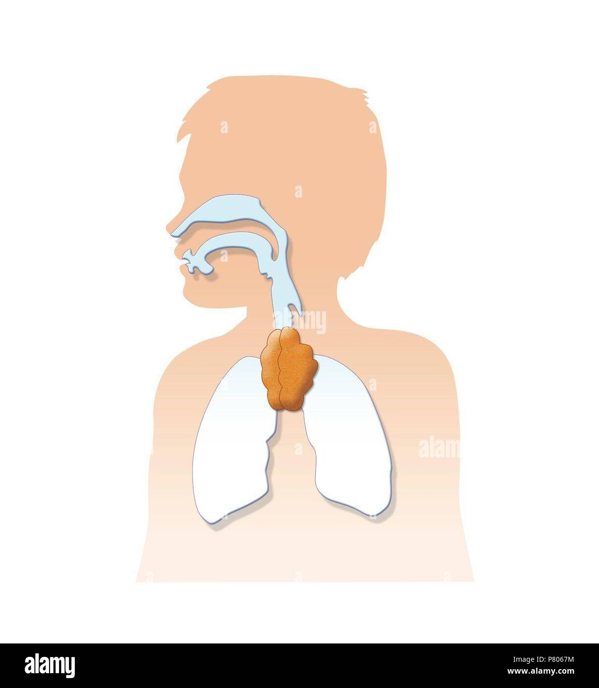 Location of the thymus gland Stock Photo - Alamy