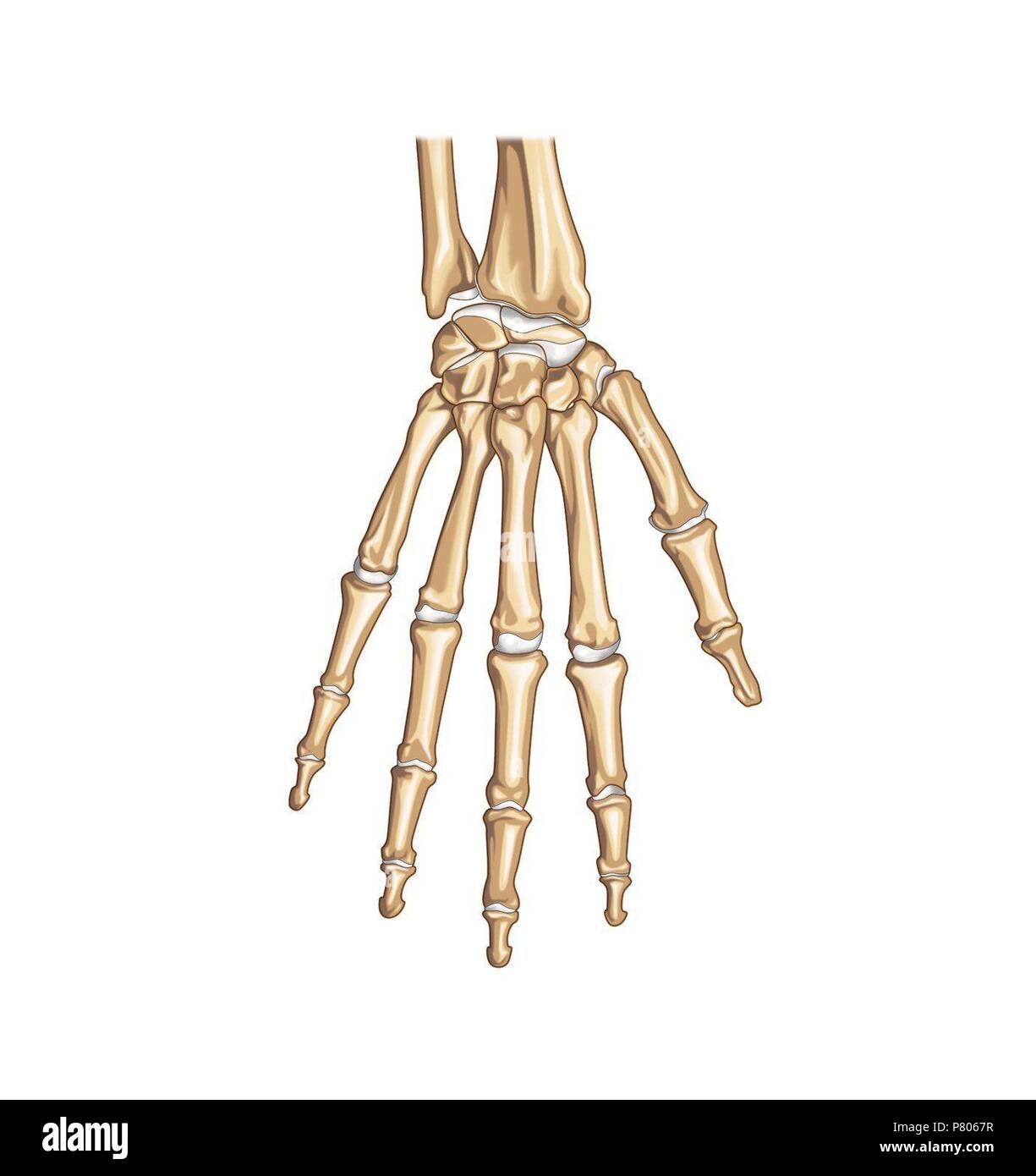 Phalanges of the hand Cut Out Stock Images & Pictures - Alamy