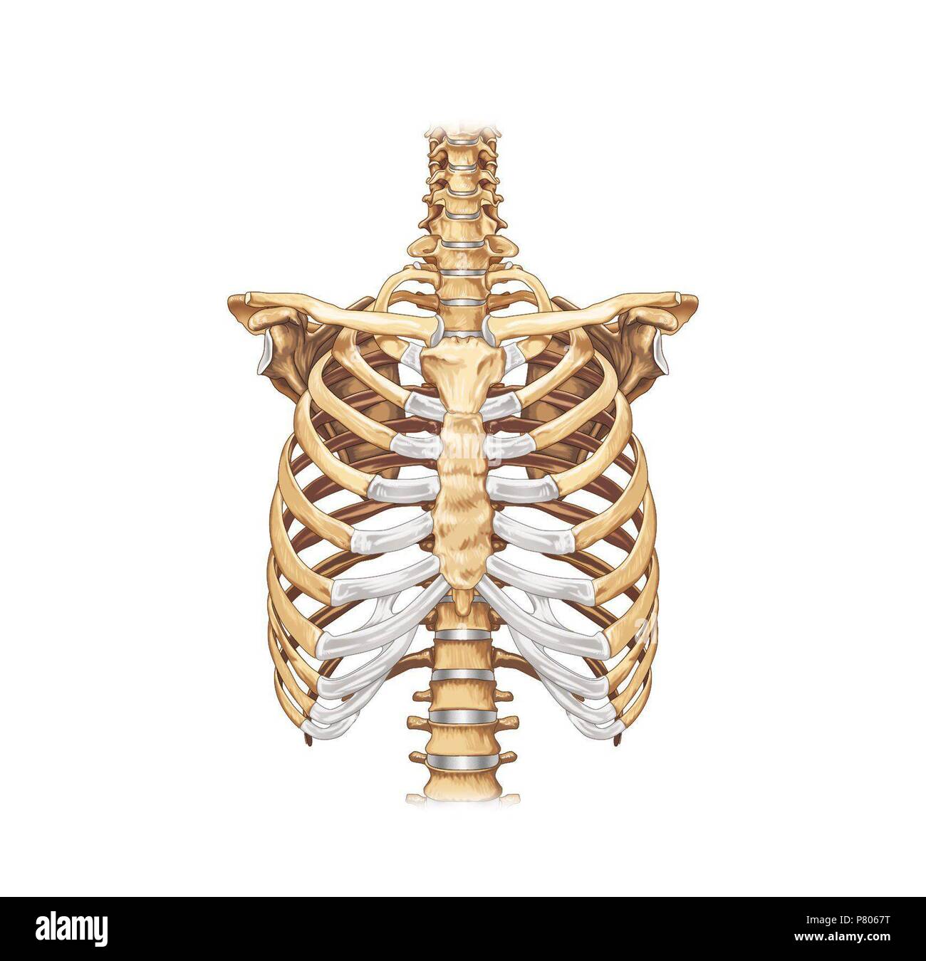 Bones of the thorax - anterior view of the ribcage Stock Photo - Alamy
