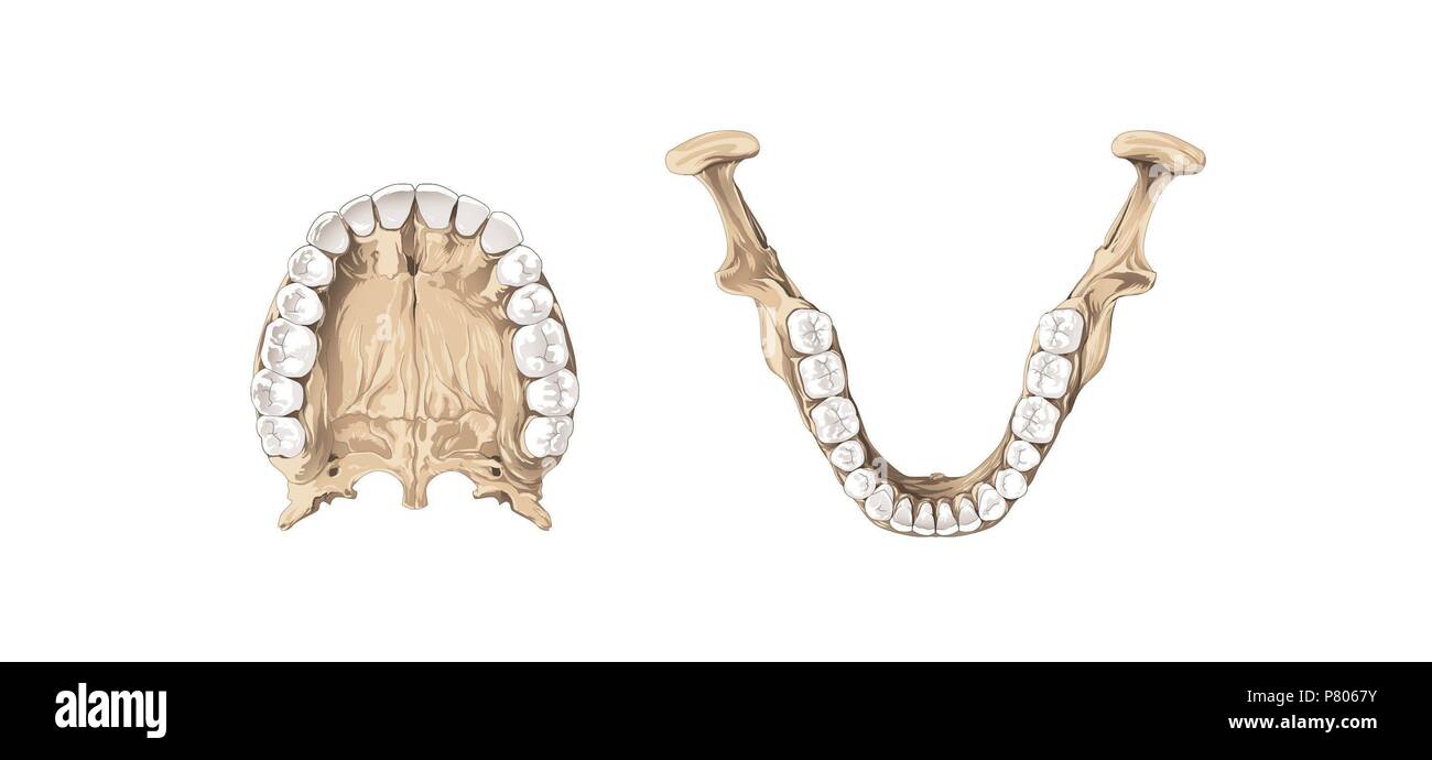 Bones of the oral cavity Stock Photo - Alamy