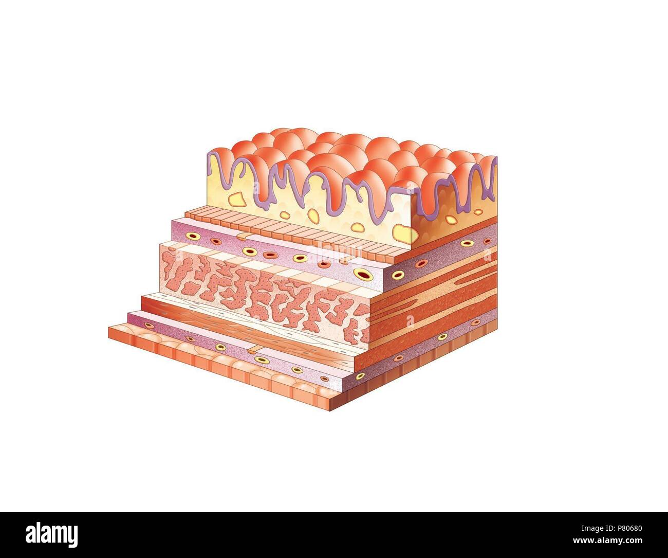 Stomach Wall Model Labeled