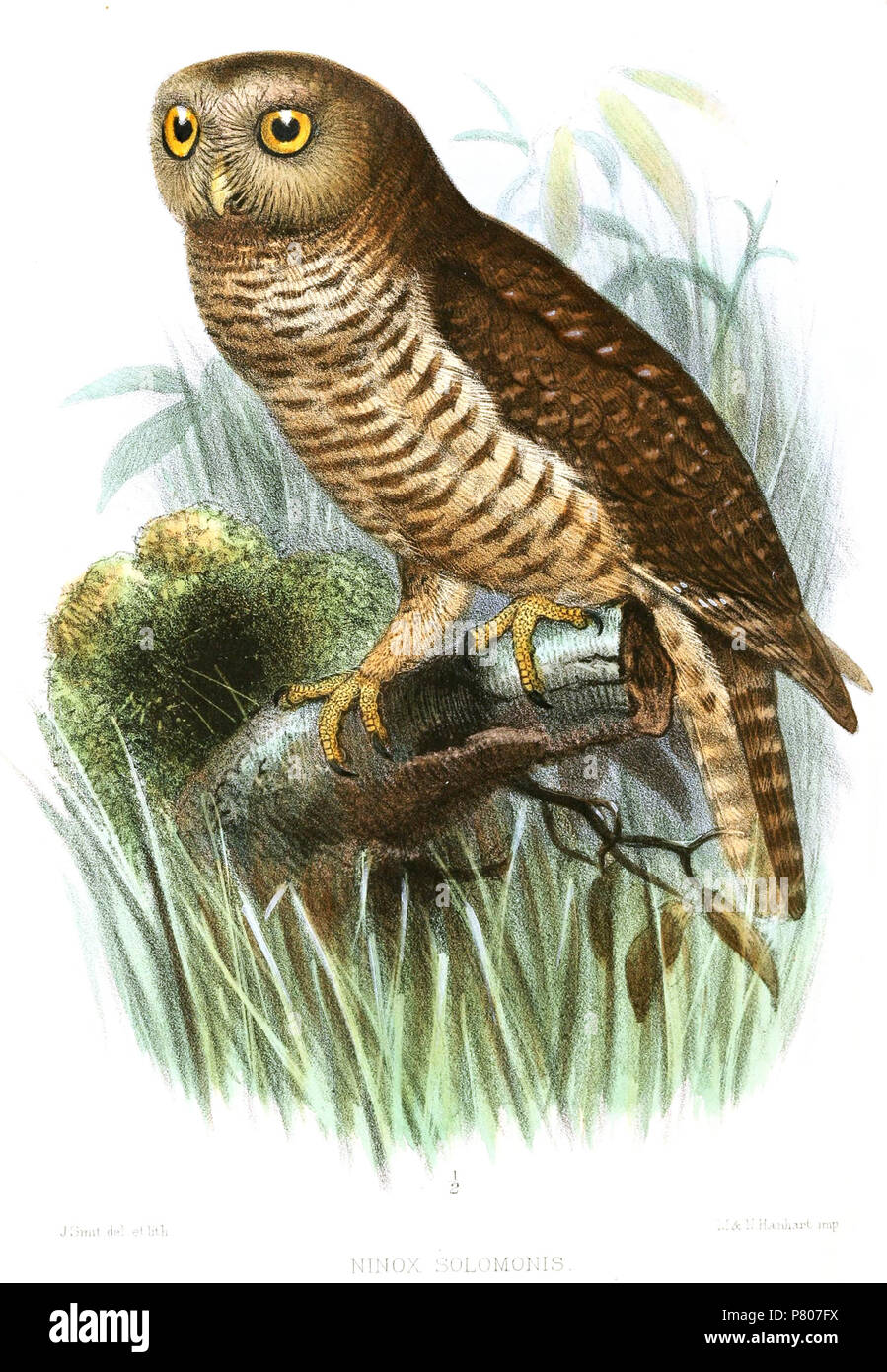 Owl taxonomy Cut Out Stock Images & Pictures - Alamy