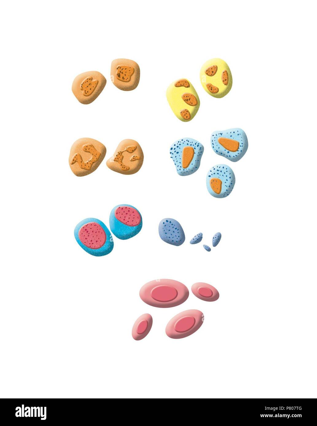 Blood cells. Red cells, white cells and platelets Stock Photo - Alamy