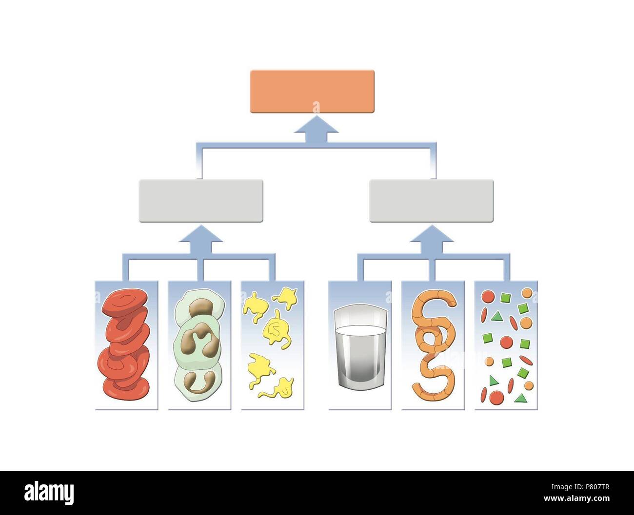 Basic components of blood Stock Photo - Alamy