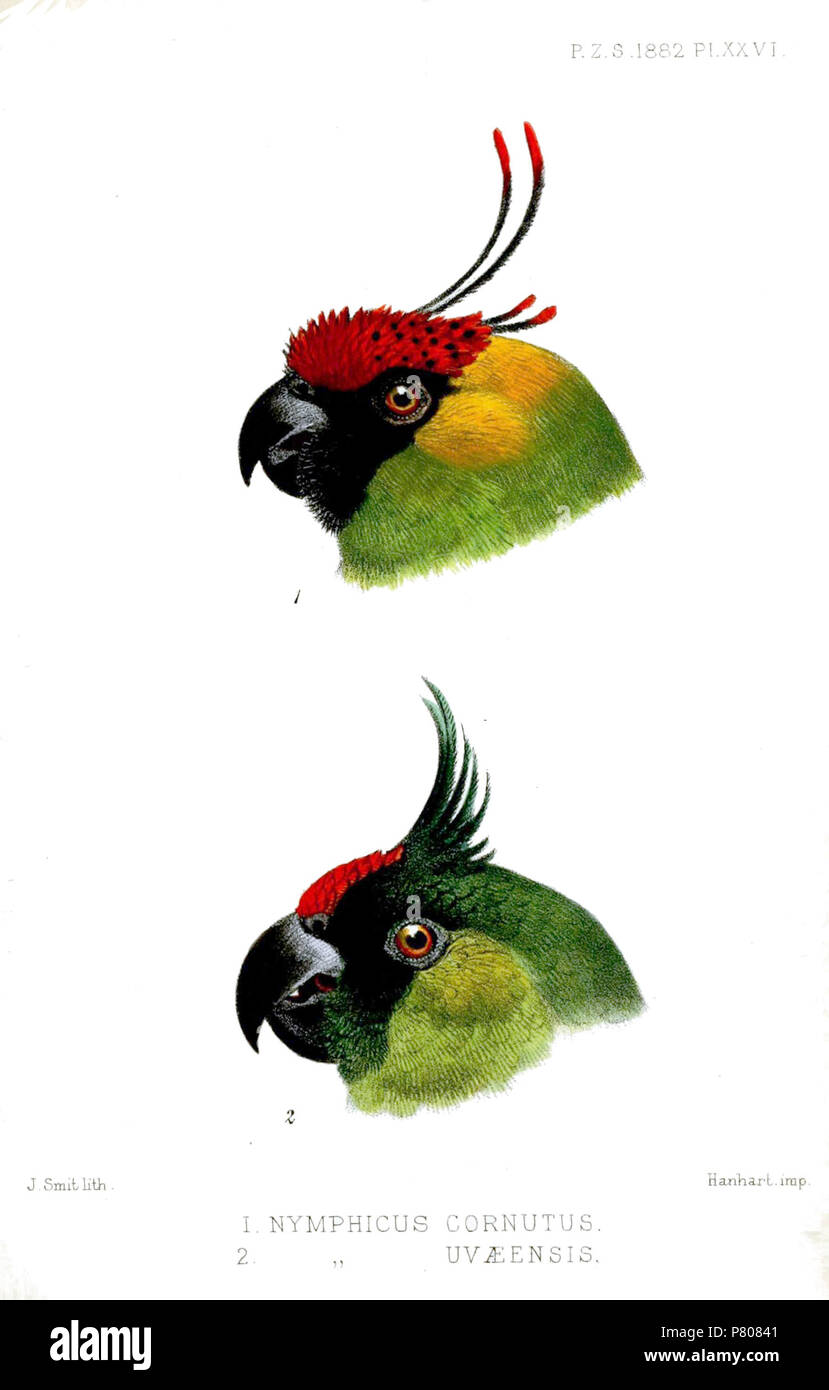 English: Horned Parakeet, Nymphicus cornutus (above) and Uvea Parakeet ...