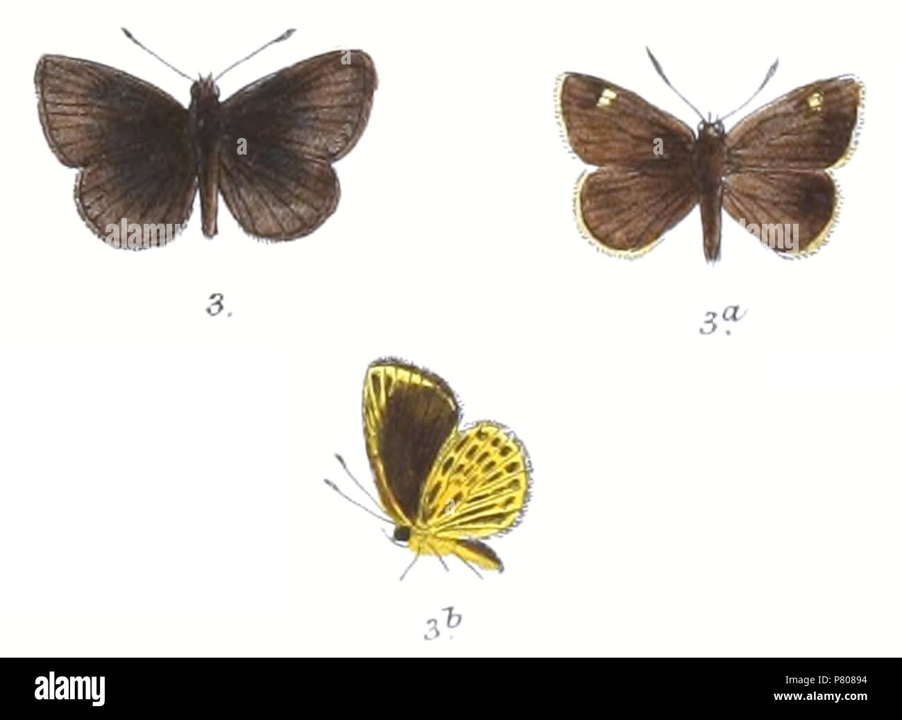 Ochus hi-res stock photography and images - Alamy