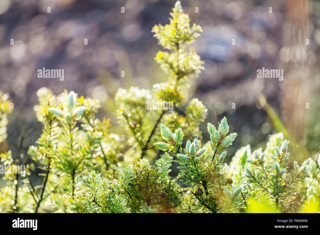 Hawaiian native flora hi-res stock photography and images - Alamy