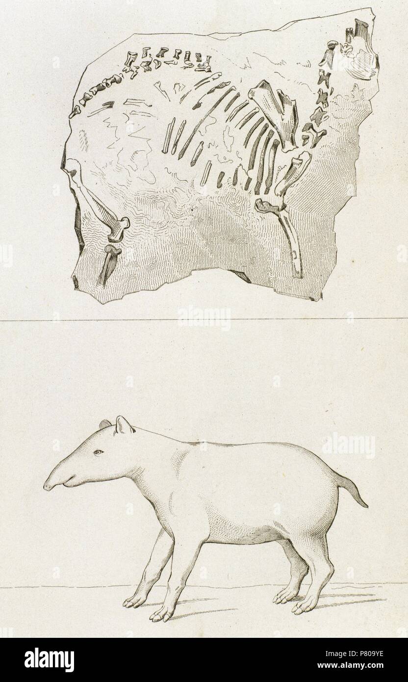 Tapir skeleton hi-res stock photography and images - Alamy