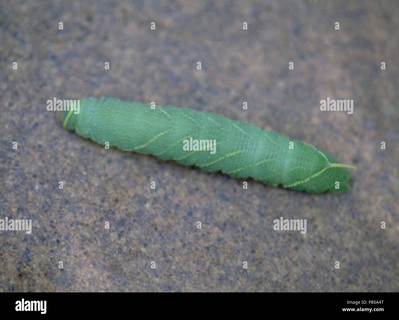 Oruga verde hi-res stock photography and images - Alamy