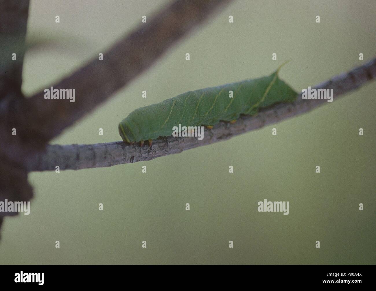 Oruga verde hi-res stock photography and images - Alamy