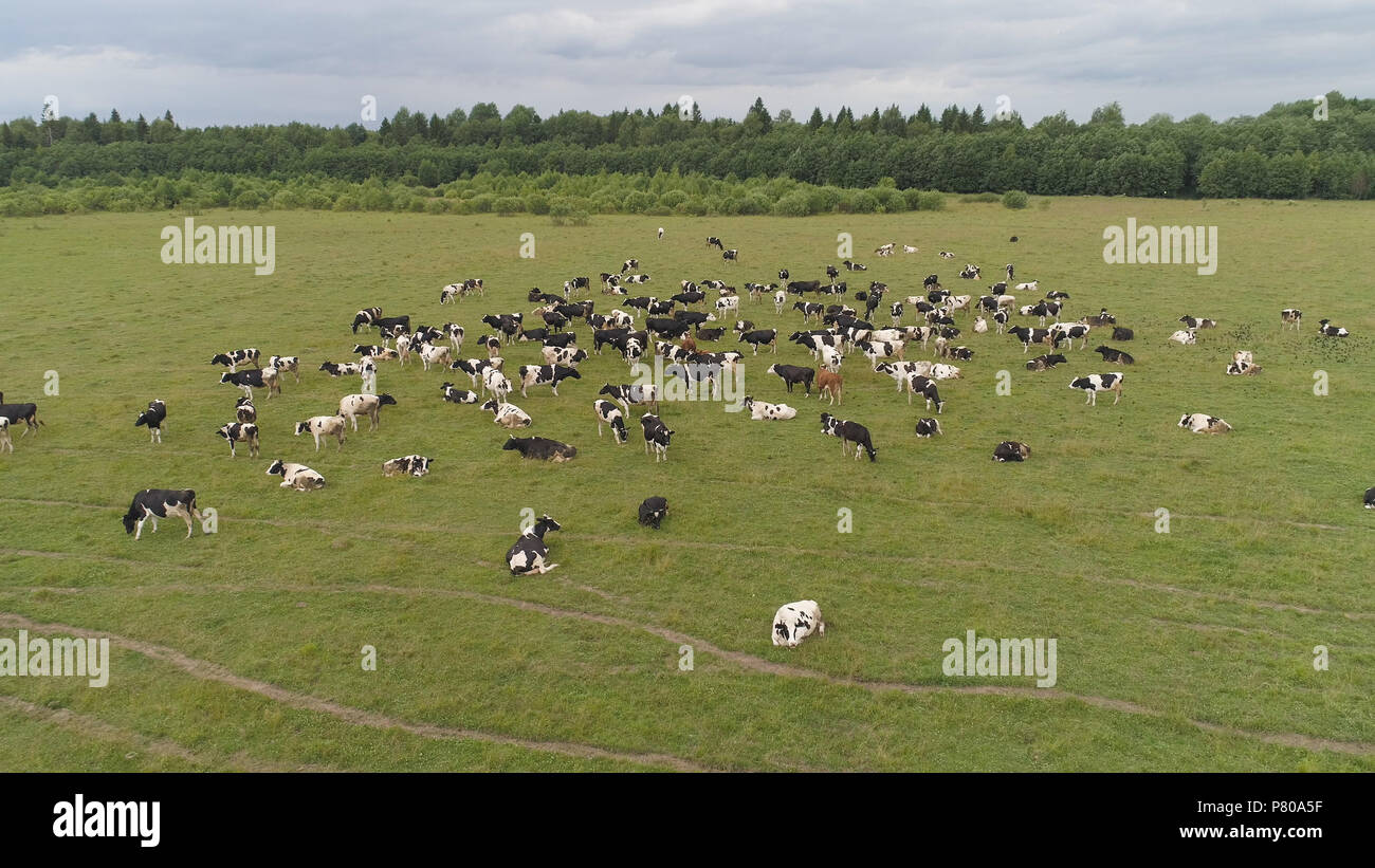 Aerial view cows graze on the green field pasture feed on grass.. Cows ...