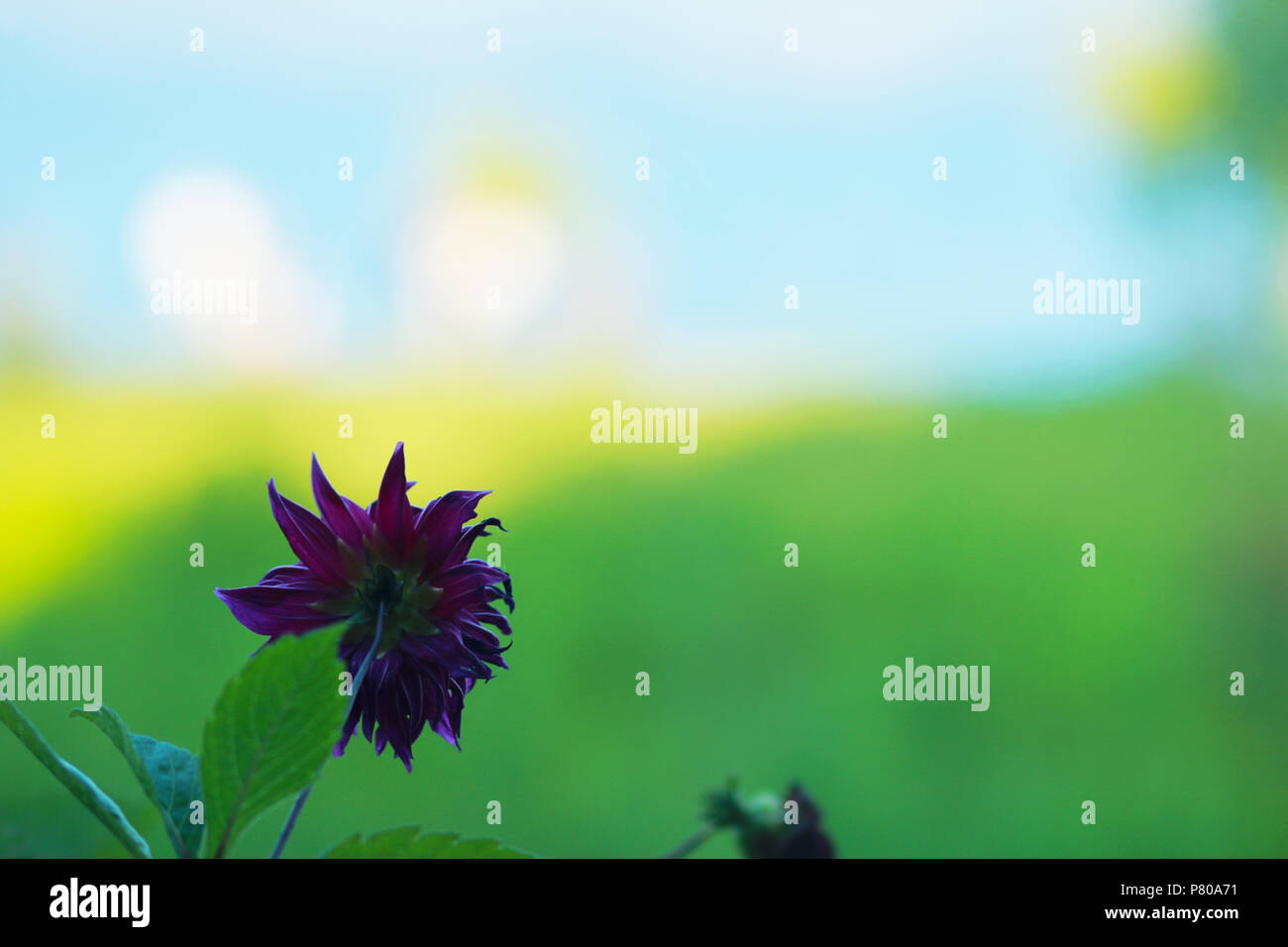 A Wild flower outside the window Stock Photo - Alamy