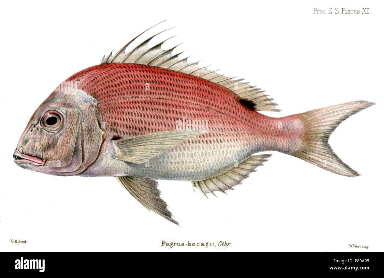 Pagrus caeruleostictus hi-res stock photography and images - Alamy