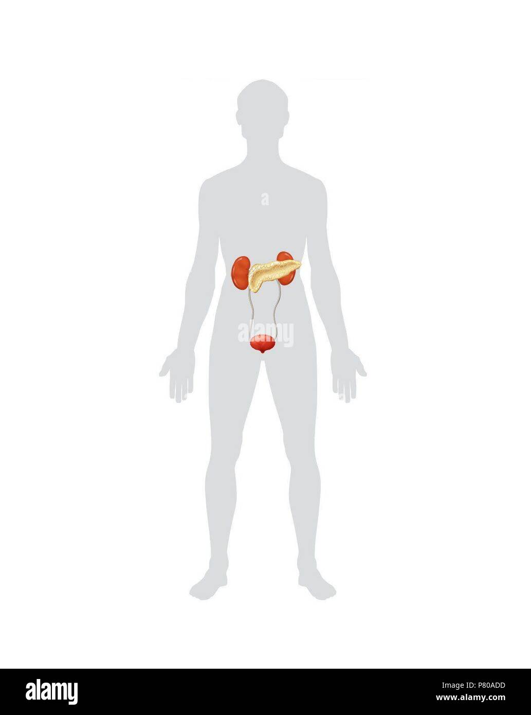 Location of the pancreas, kidneys and bladder Stock Photo - Alamy