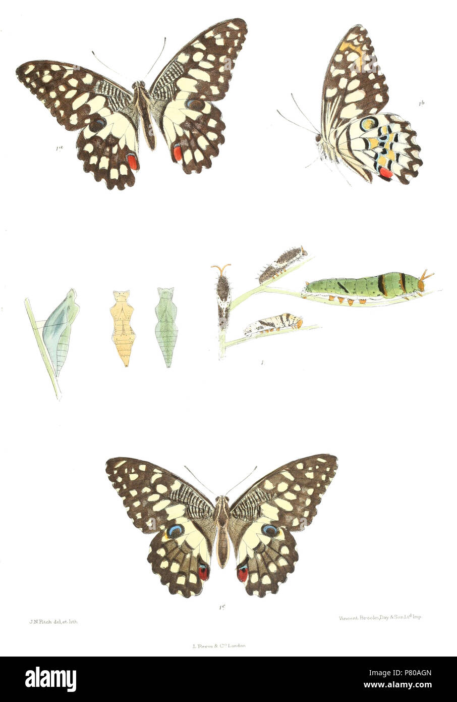 Papilio taxonomy Cut Out Stock Images & Pictures - Alamy