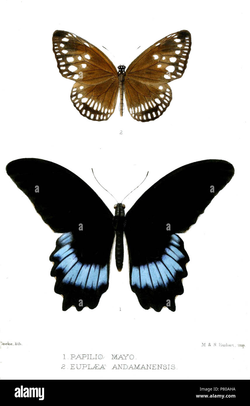 Indian common mormon Cut Out Stock Images & Pictures - Alamy