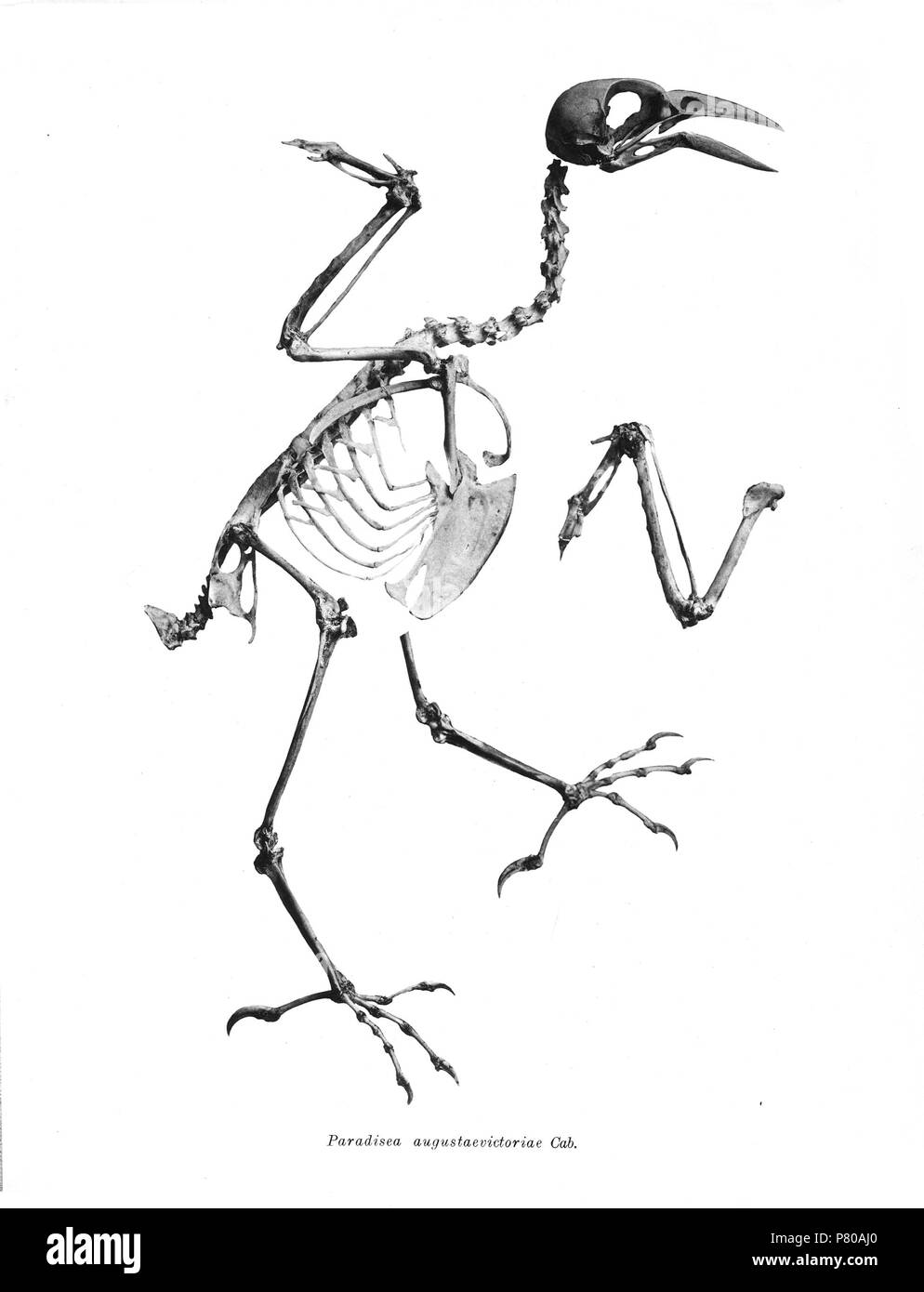 Raggiana bird Black and White Stock Photos & Images - Alamy
