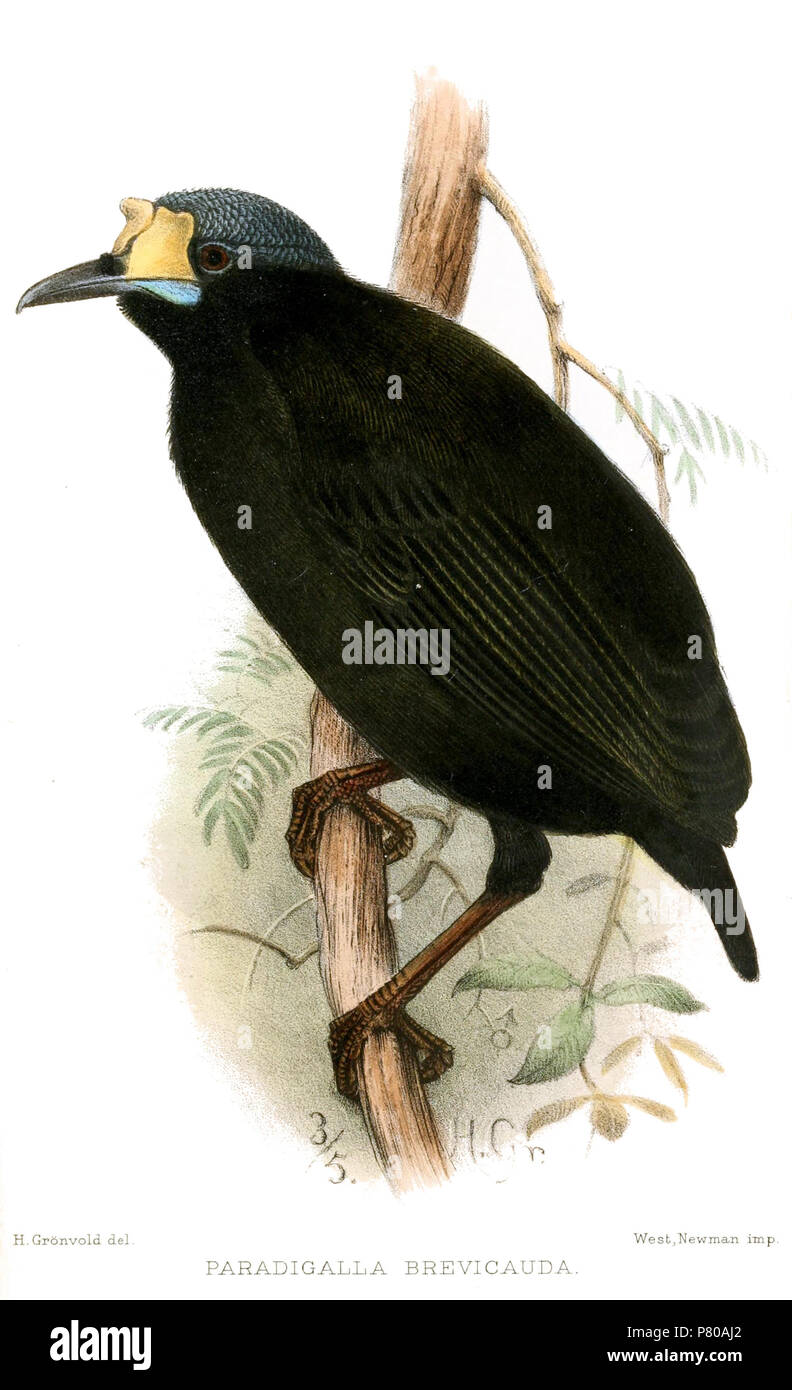 Paradigalla brevicauda . 1912 300 ParadigallaBrevicaudaGronvold Stock ...