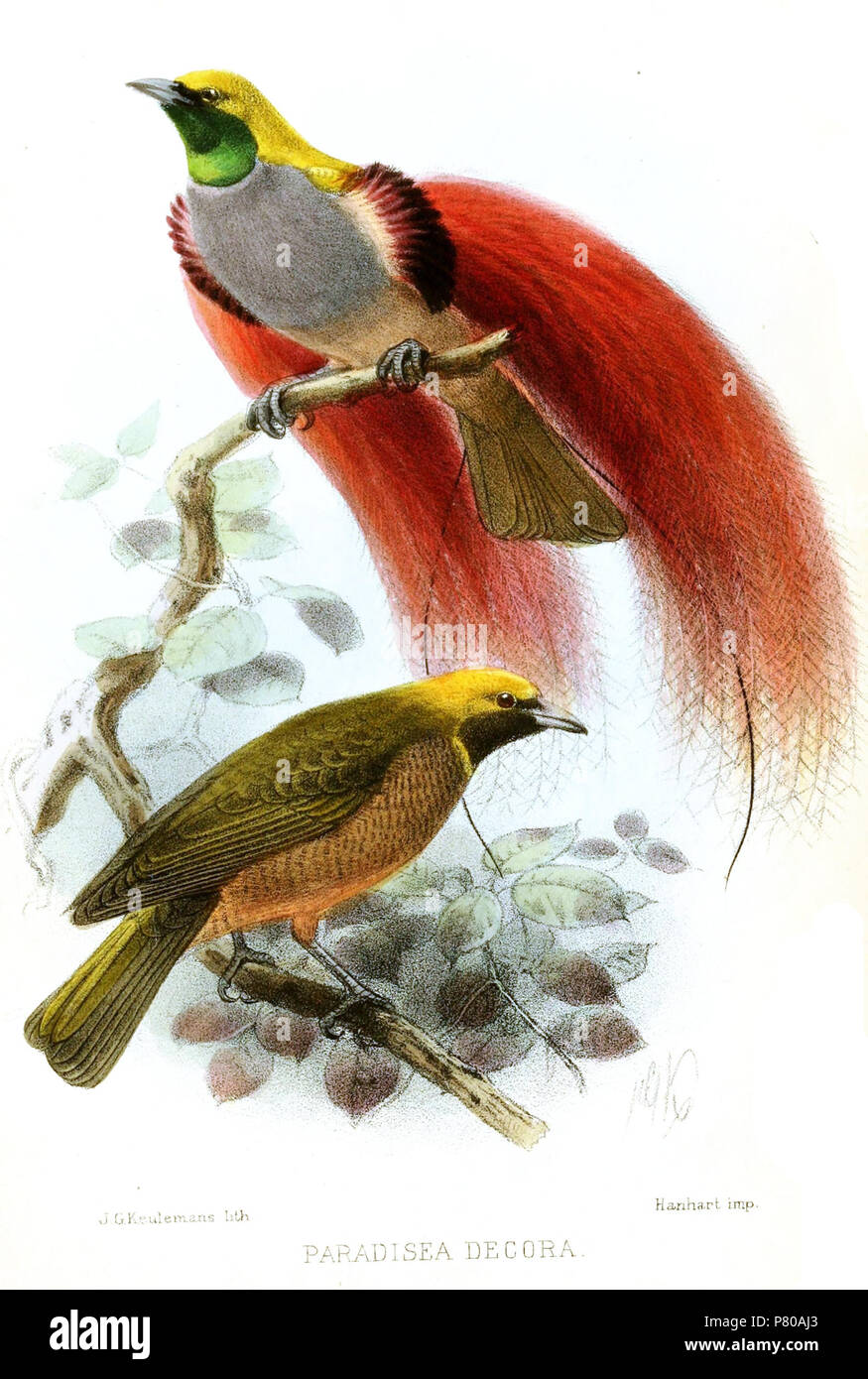 Paradisaea decora hi-res stock photography and images - Alamy