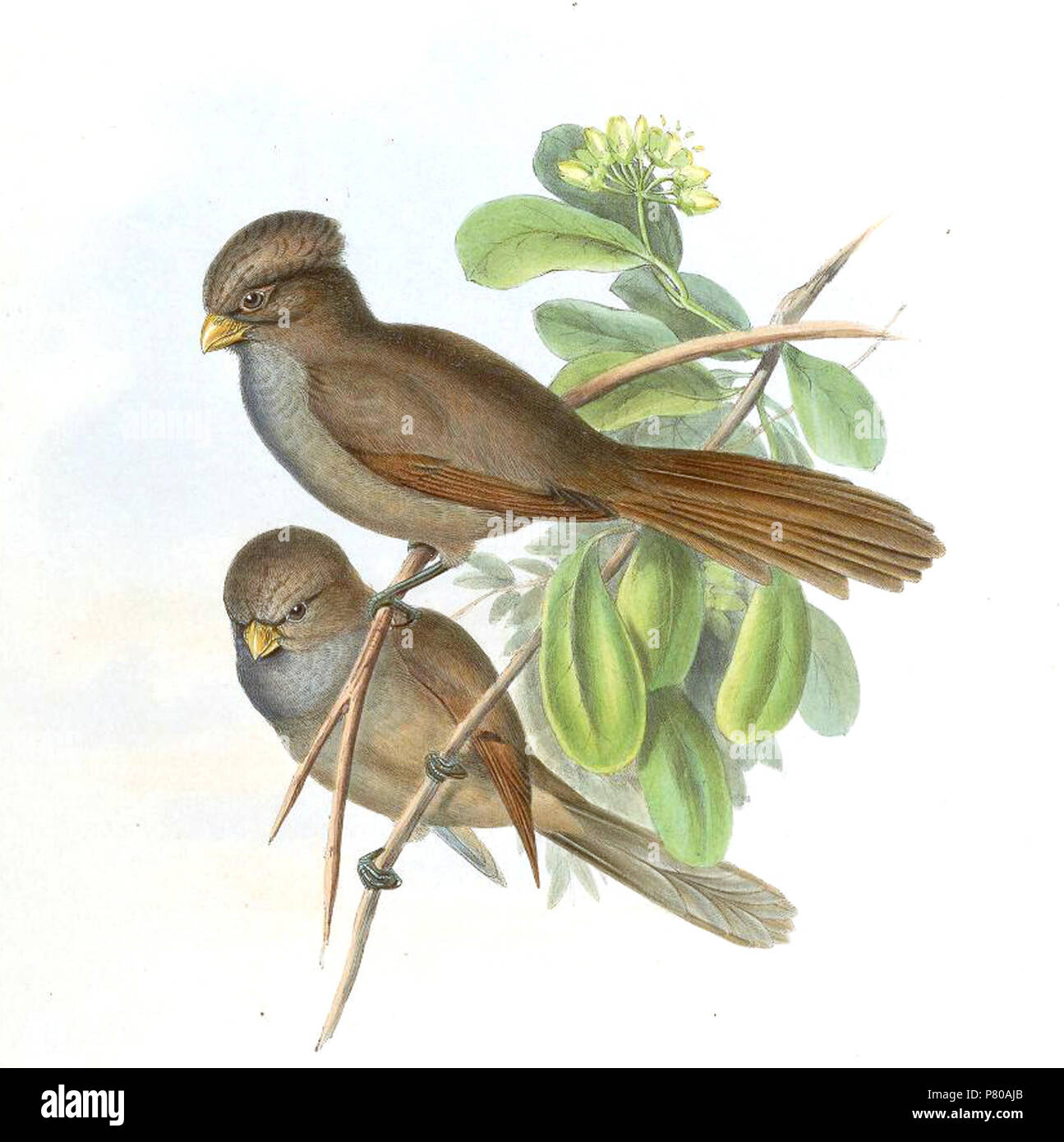 Paradoxornis unicolor hi-res stock photography and images - Alamy