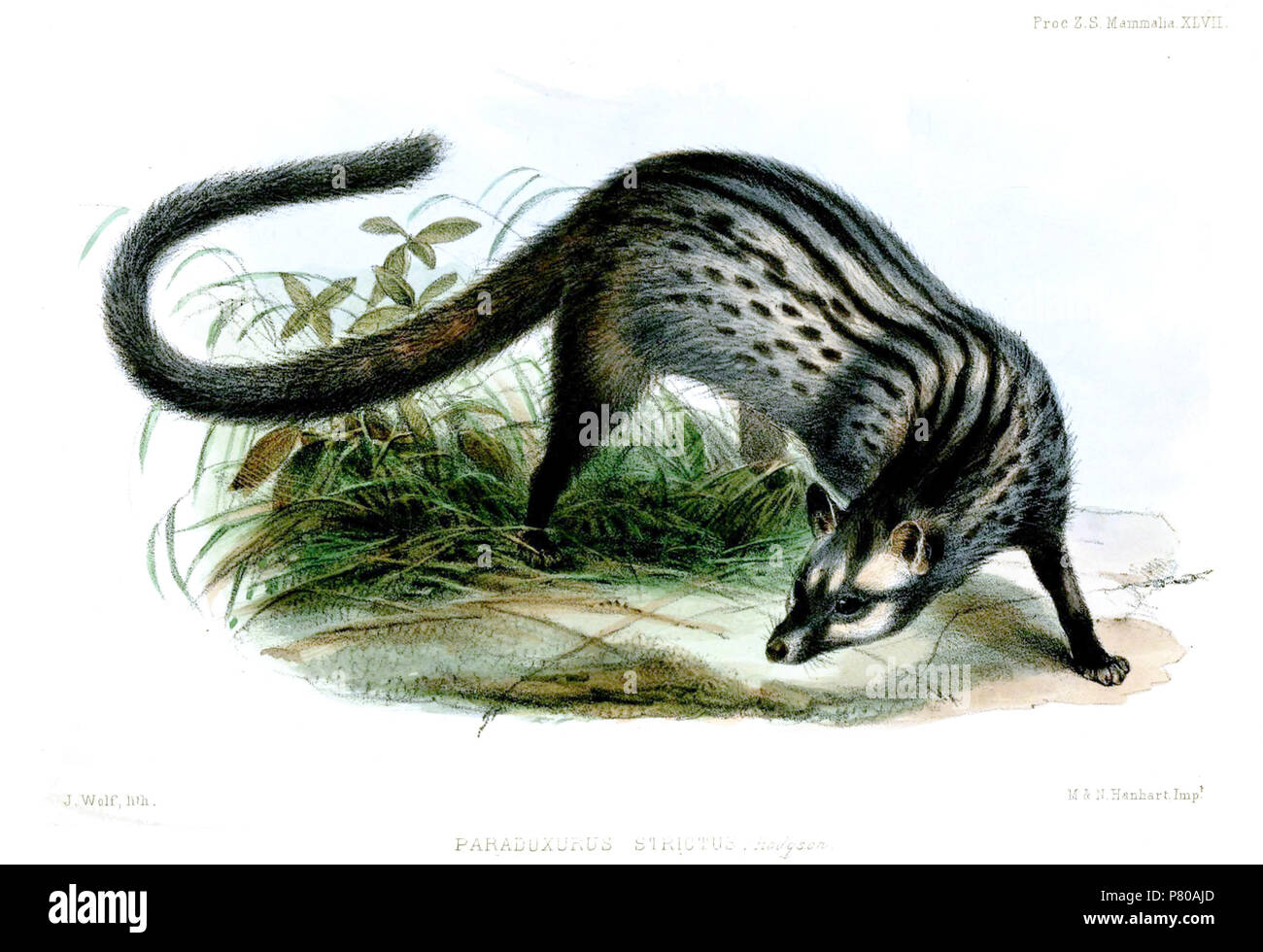 Paradoxurus strictus = P. hermaphroditus . 1856 300 ...