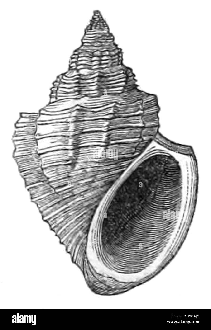 300 Paramelania damoni shell Stock Photo - Alamy