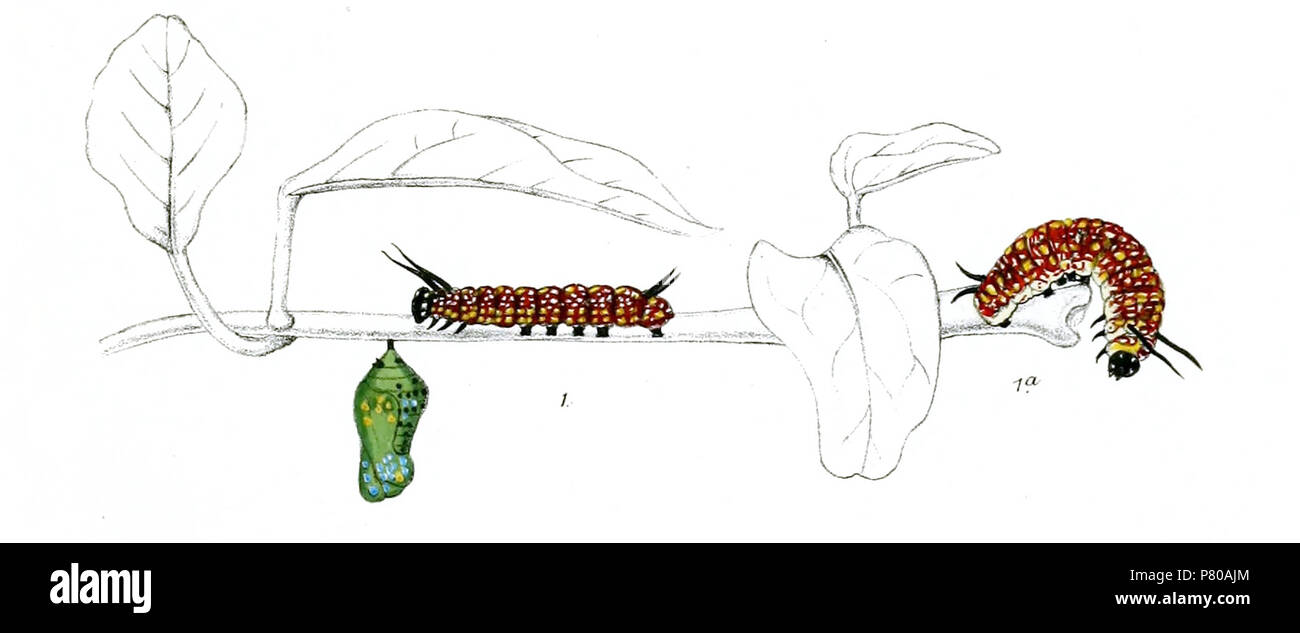 Aglea hi-res stock photography and images - Alamy