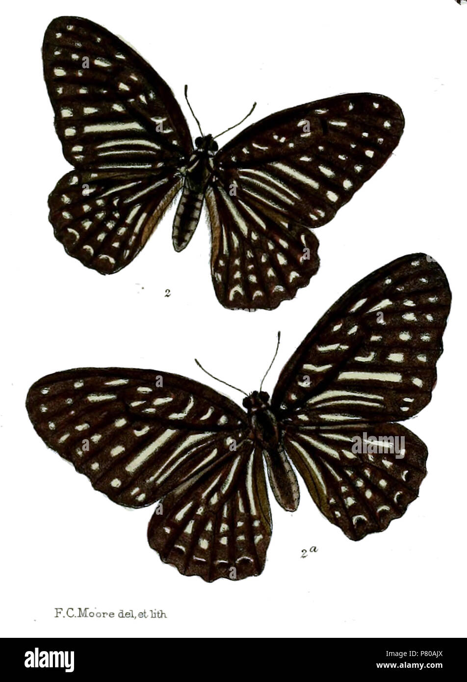 300 Paranticopsis megarus 517 Stock Photo - Alamy