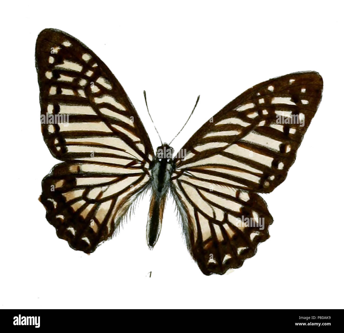 M animals Cut Out Stock Images & Pictures - Alamy