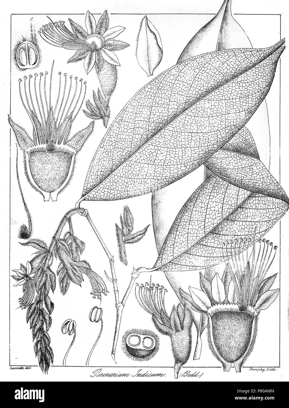 Parinarium indicum . 1873 301 Parinarium indicum Govindoo Stock Photo ...
