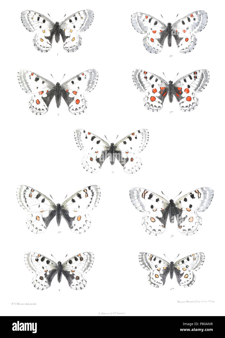 Epaphus Cut Out Stock Images & Pictures - Alamy