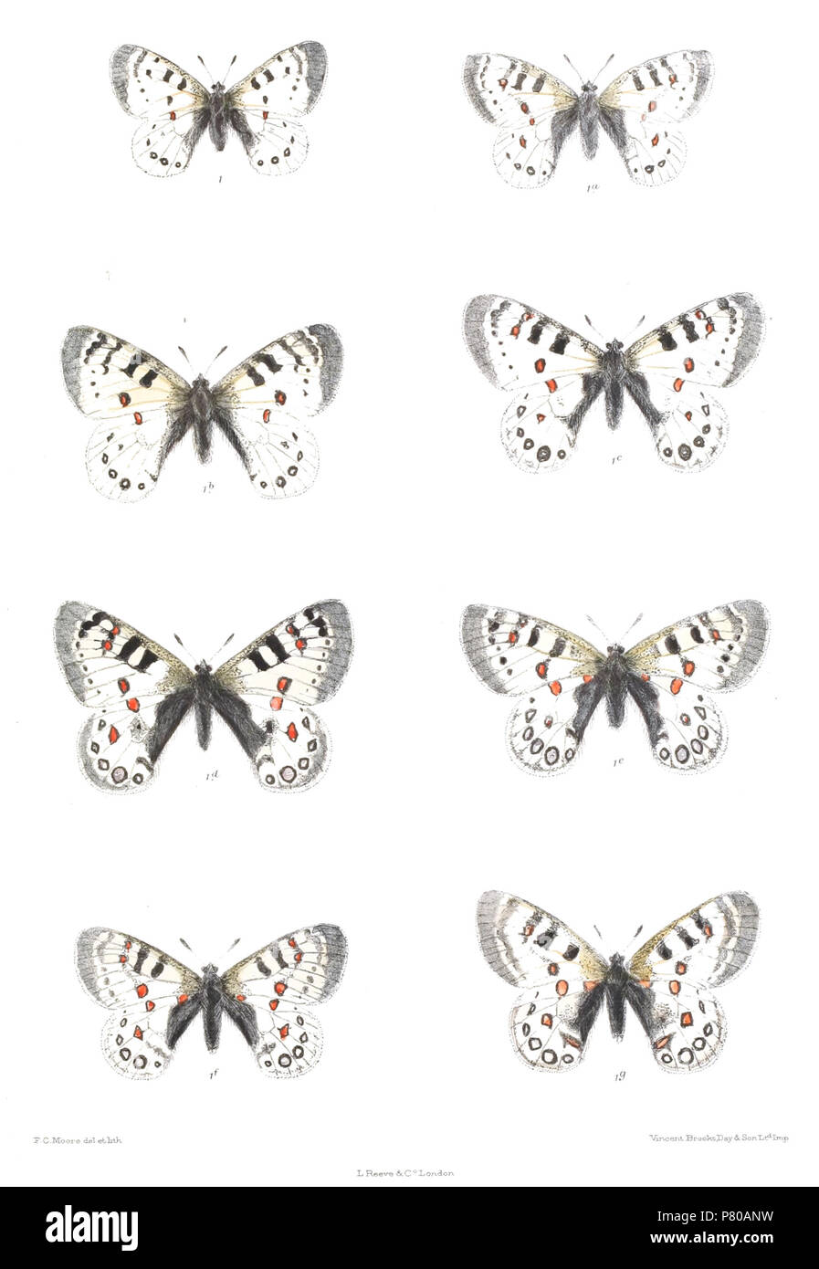 Parnassius hardwickii hi-res stock photography and images - Alamy
