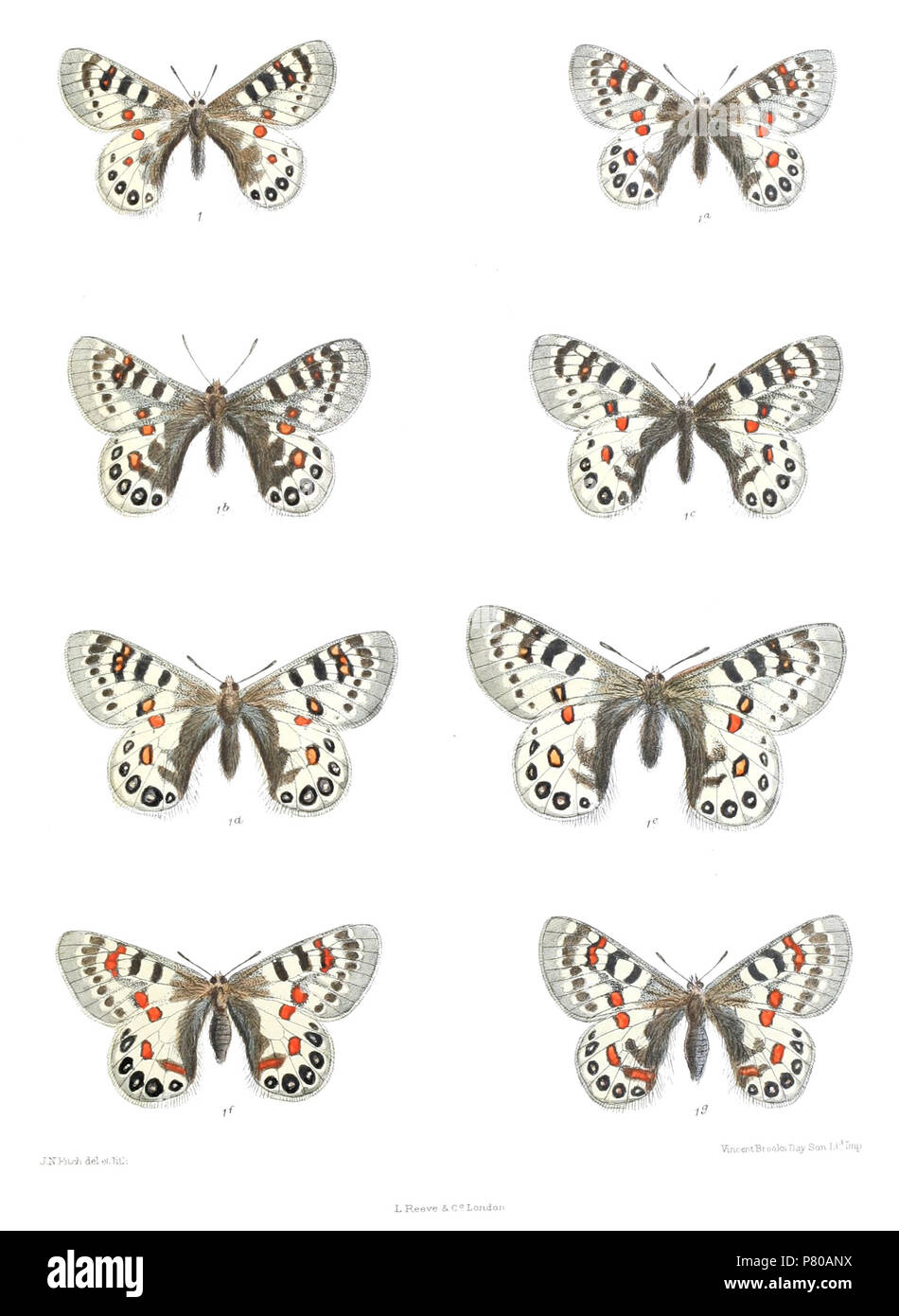 301 Parnassius hardwickii 409 Stock Photo - Alamy