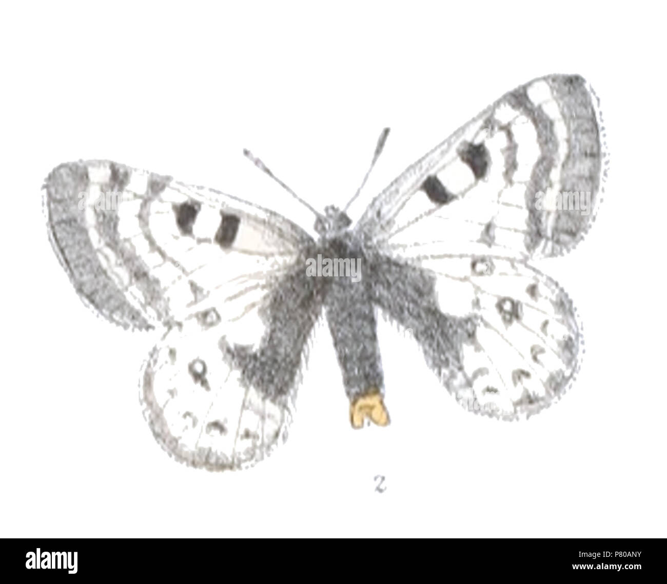 301 Parnassius simo 411 Stock Photo - Alamy
