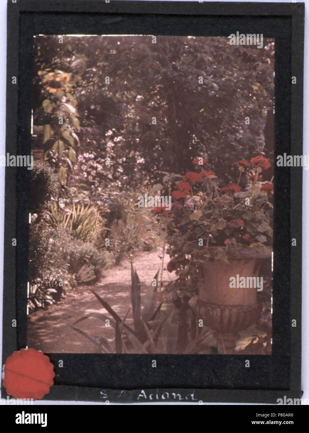 Colour Photograph (Autochrome) of Part of a Garden, Probably in Madeira ...