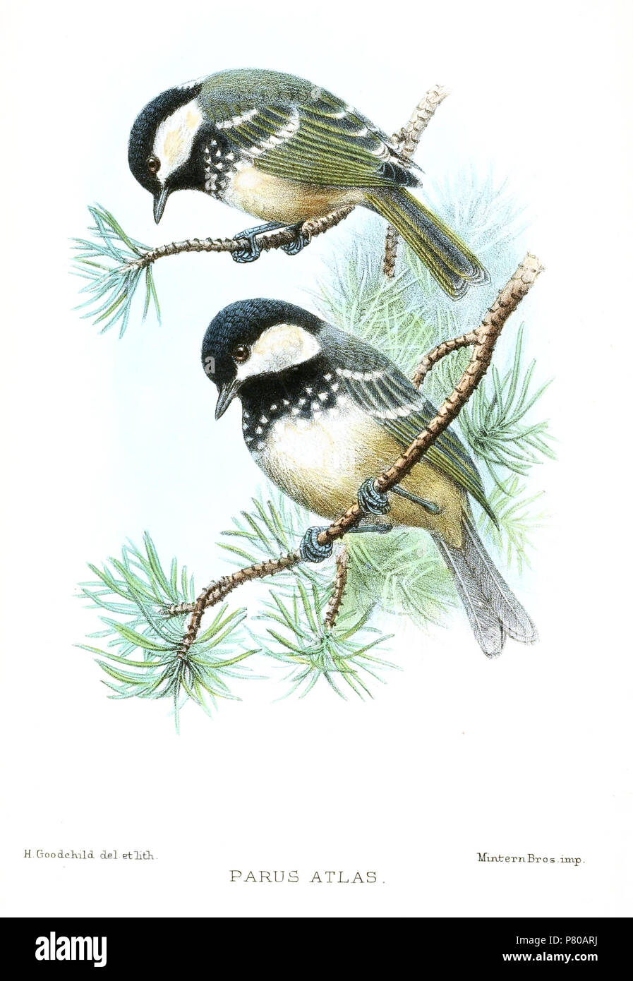 Parus Cut Out Stock Images & Pictures - Alamy