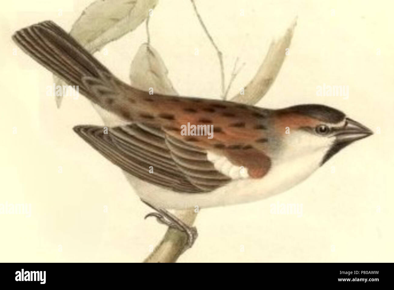 Iago sparrow hi-res stock photography and images - Alamy