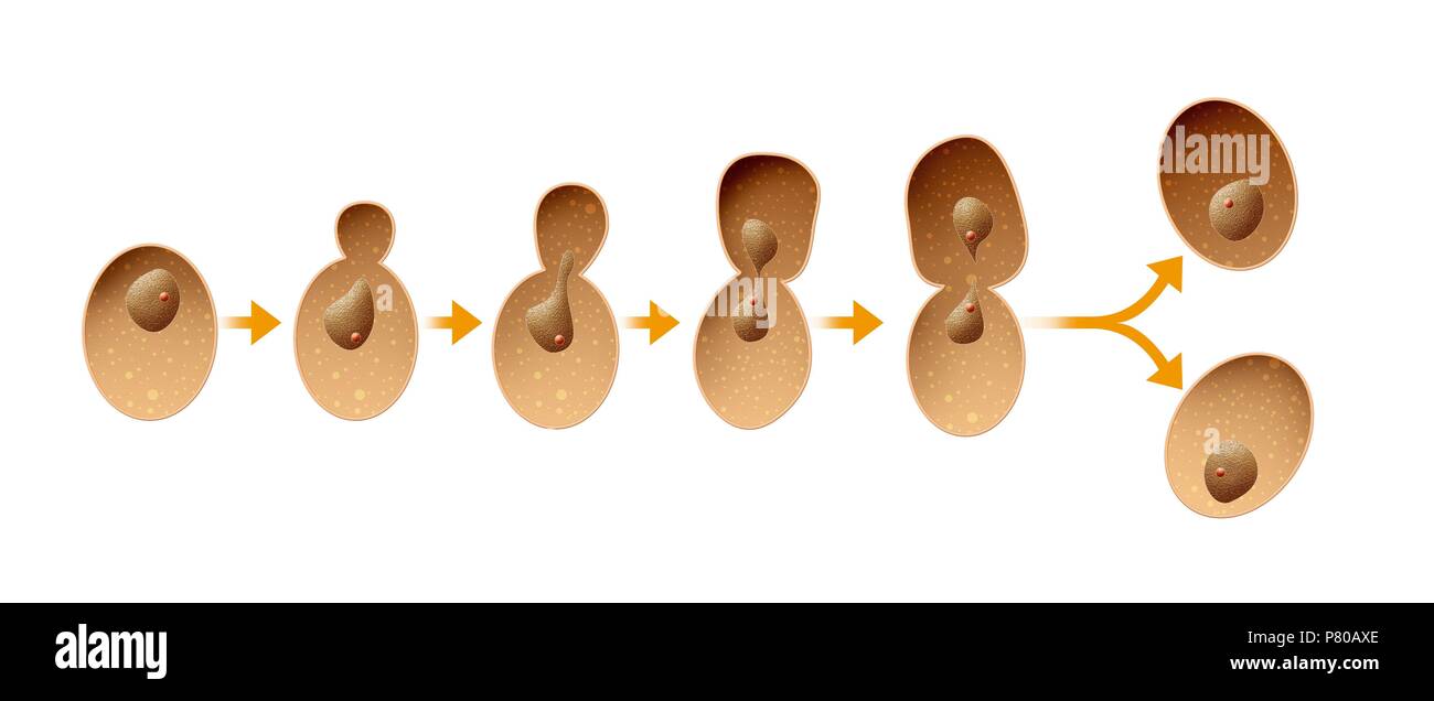 Cellular division. Gemmation Stock Photo - Alamy