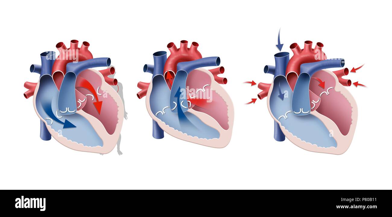 Cardiac Cycle Stock Photos & Cardiac Cycle Stock Images - Alamy