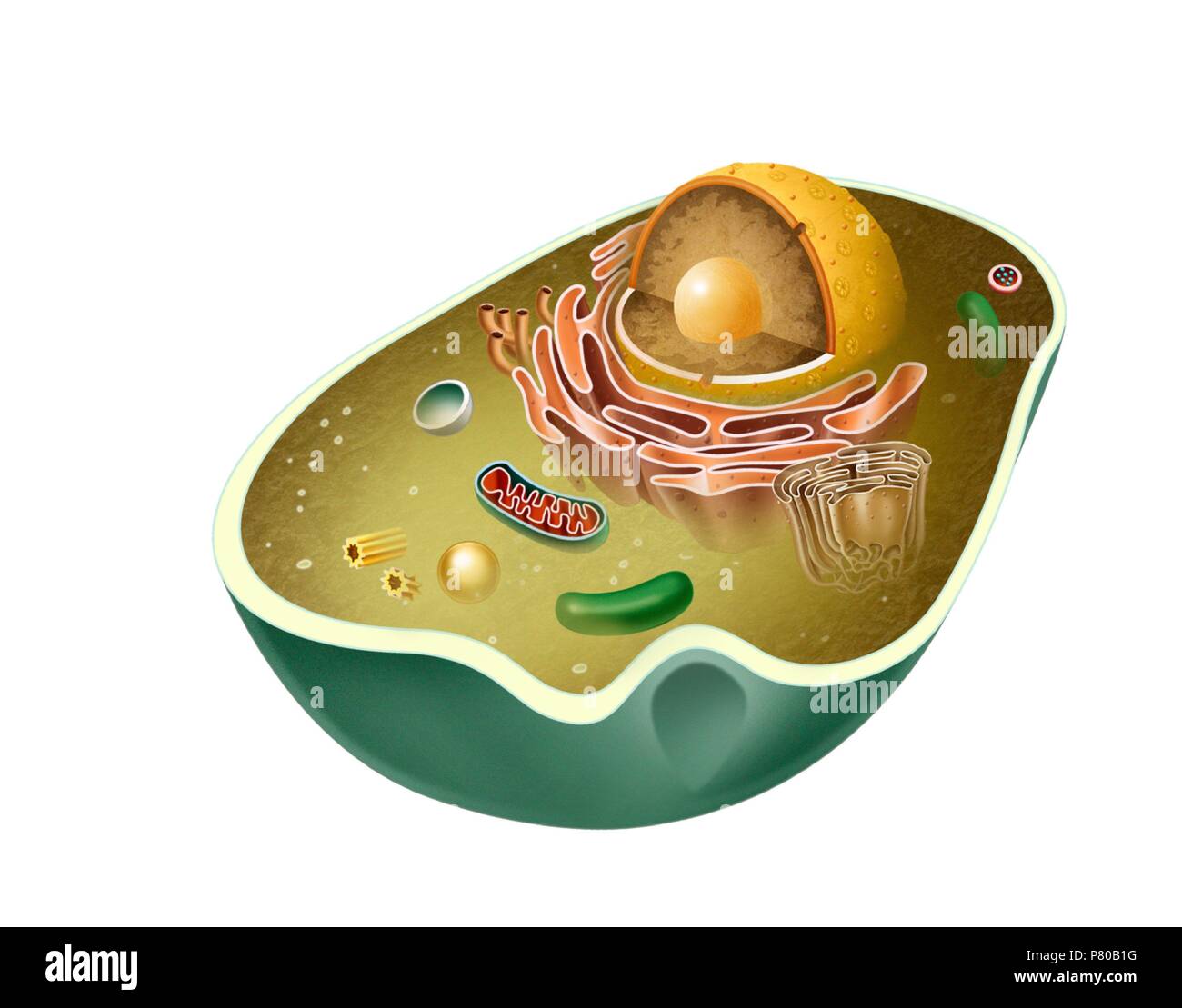 Animal eukaryotic cell Stock Photo - Alamy