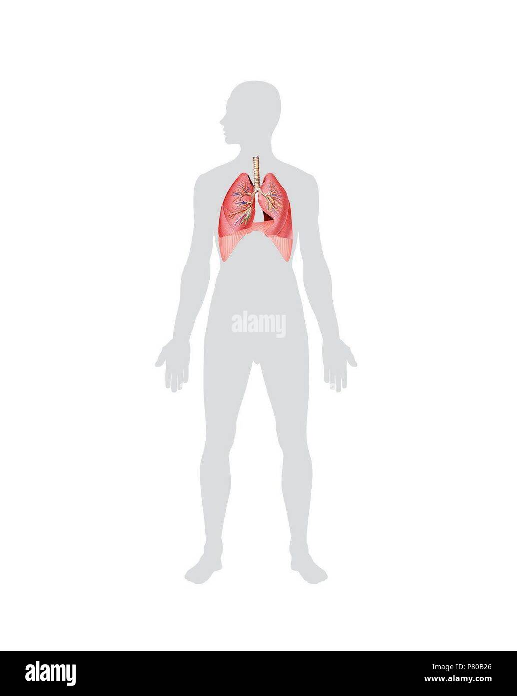 Respiratory system. Lower respiratory tract Stock Photo - Alamy