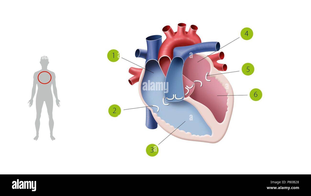 System schema Cut Out Stock Images & Pictures - Alamy