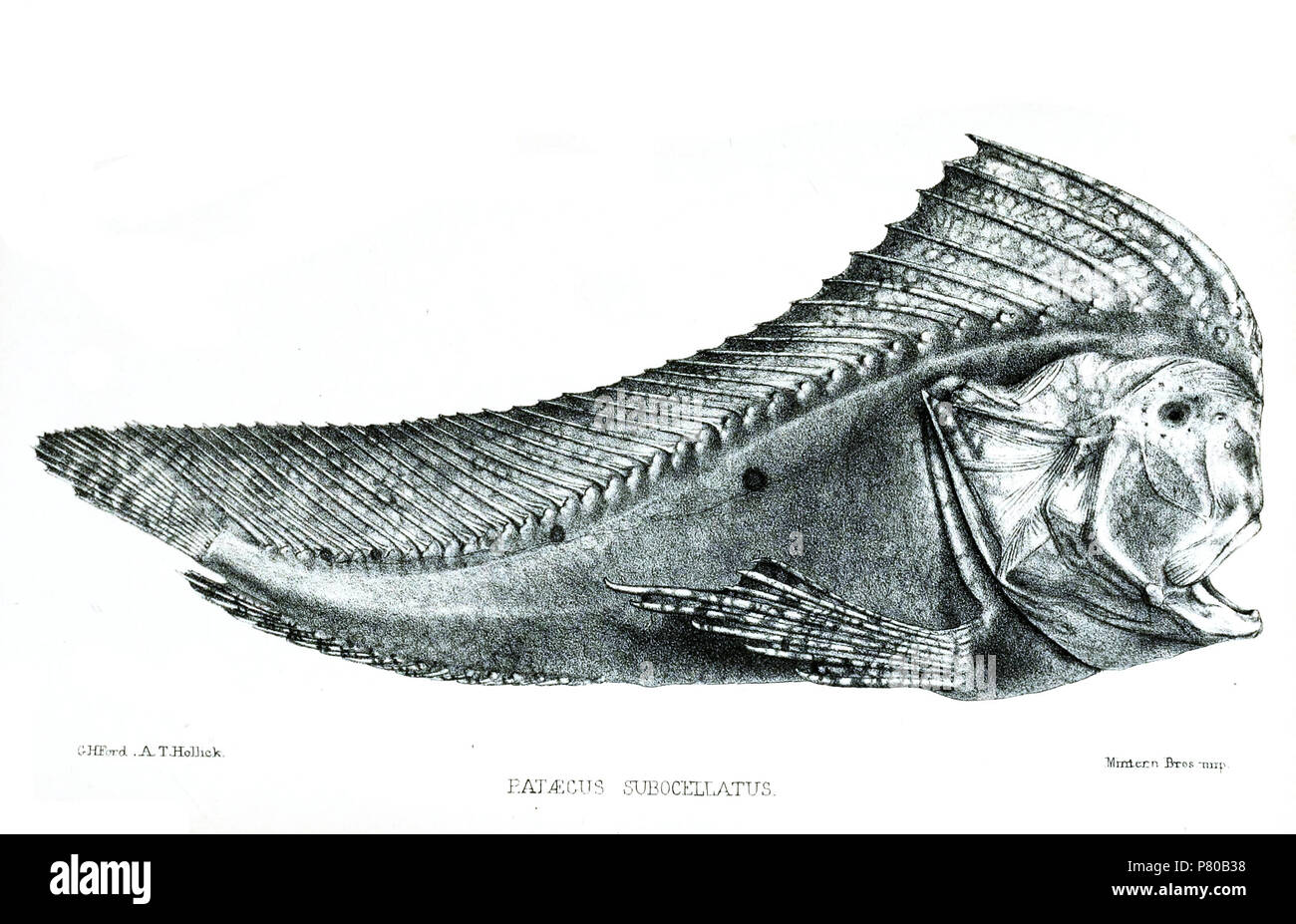 Pataecus Cut Out Stock Images & Pictures - Alamy