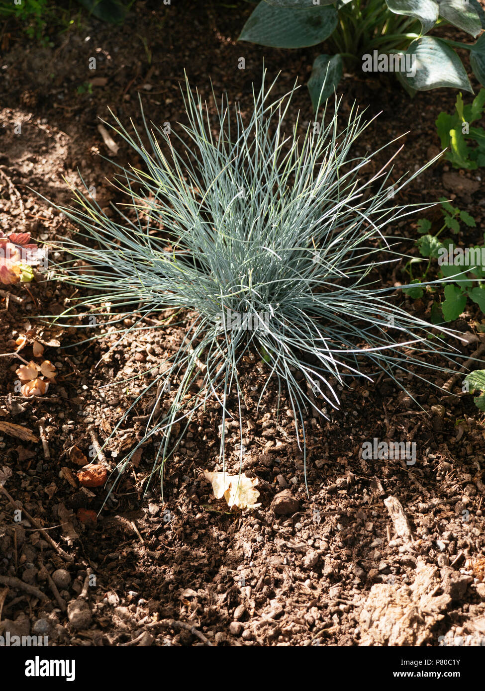 Festuca hi-res stock photography and images - Alamy