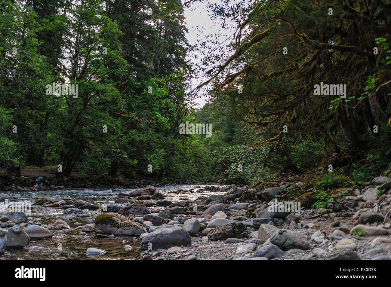 Cowlitz river hi-res stock photography and images - Alamy