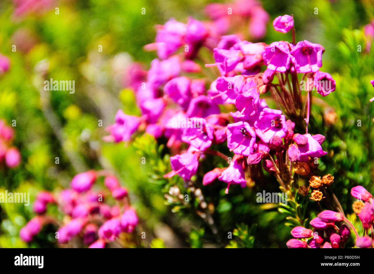 Wild flowers in Oregon Stock Photo - Alamy